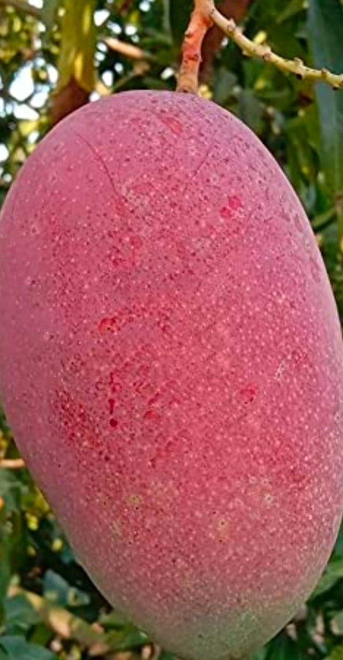 Red emperor Mango - Fruits Plants & Tree– Exotic Flora