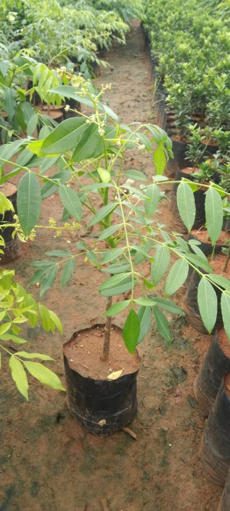 Ambarella/June Plum Grafting- Fruit Plant & Tree – Exotic Flora