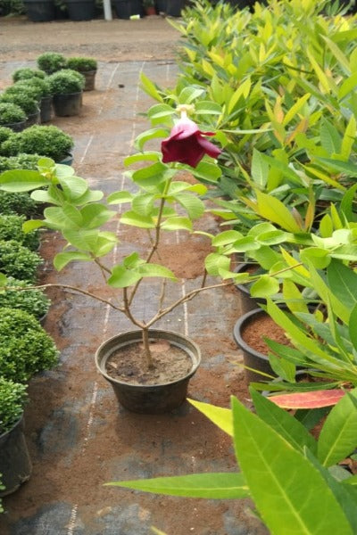 Allamanda Dark Pink -Flowering Shrubs– Exotic Flora