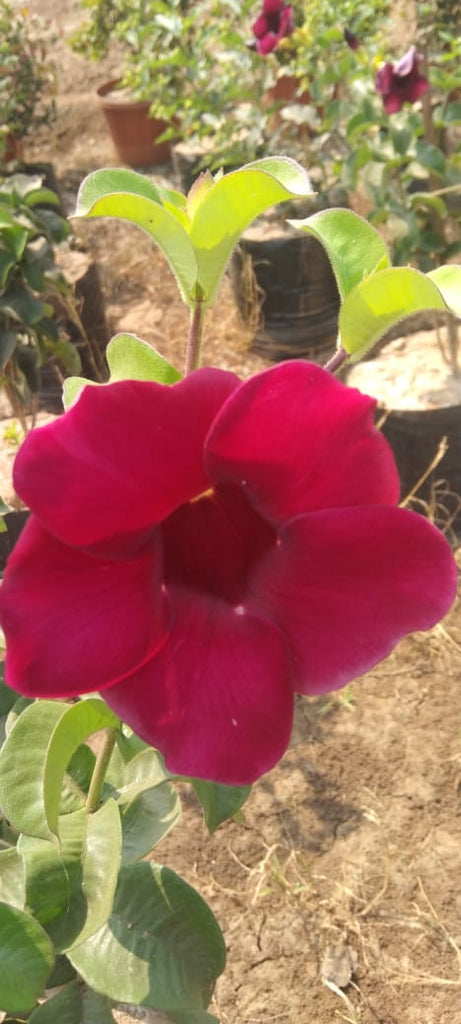 Allamanda Dark Pink -Flowering Shrubs– Exotic Flora