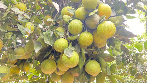 Vietnam Malta Mosambi- Fruits Plant & Tree – Exotic Flora