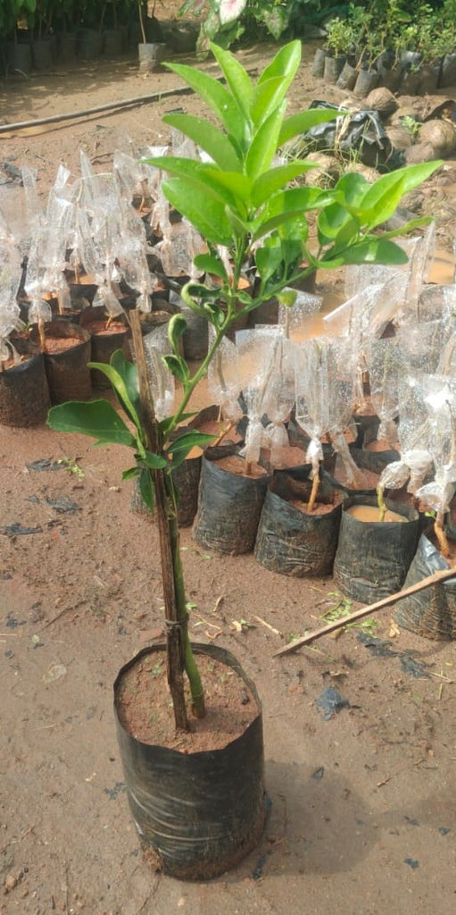 Vietnam Malta Mosambi- Fruits Plant & Tree– Exotic Flora