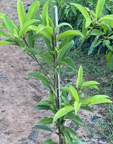 California Sapota/Chikoo-Fruit Plant & Tree.– Exotic Flora