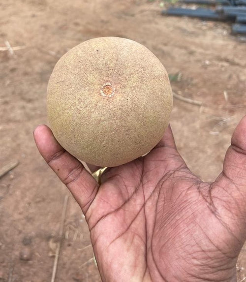 California Sapota/Chikoo-Fruit Plant & Tree.– Exotic Flora