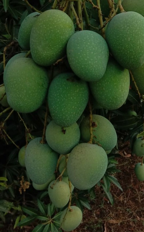 Mango Panduri - Fruits Plant & Tree– Exotic Flora
