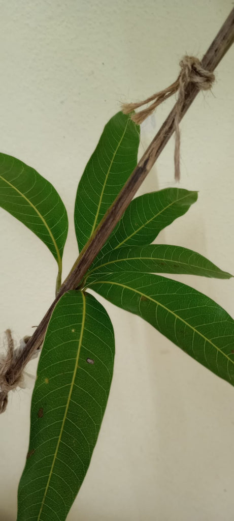 Blue-Mango Fruit plant and Tree– Exotic Flora