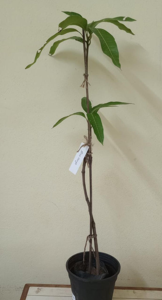 Blue-Mango Fruit plant and Tree– Exotic Flora