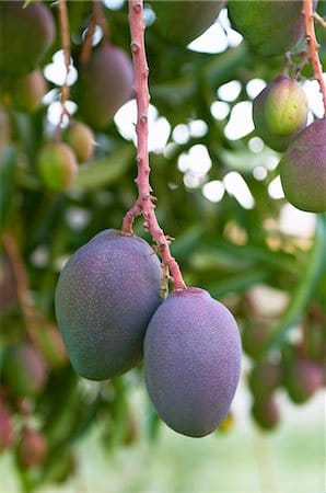 Blue-Mango Fruit plant and Tree– Exotic Flora