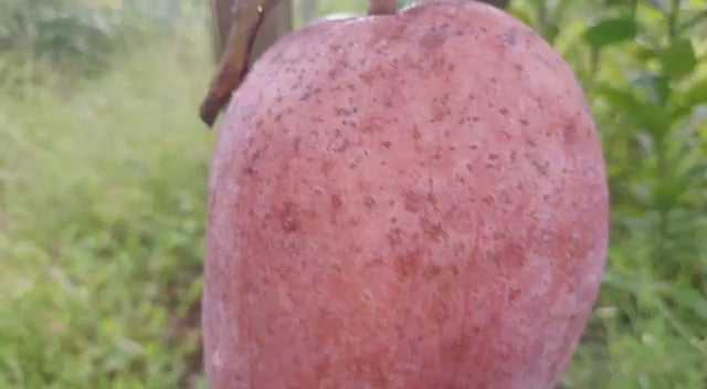 Red emperor Mango - Fruits Plants & Tree – Exotic Flora