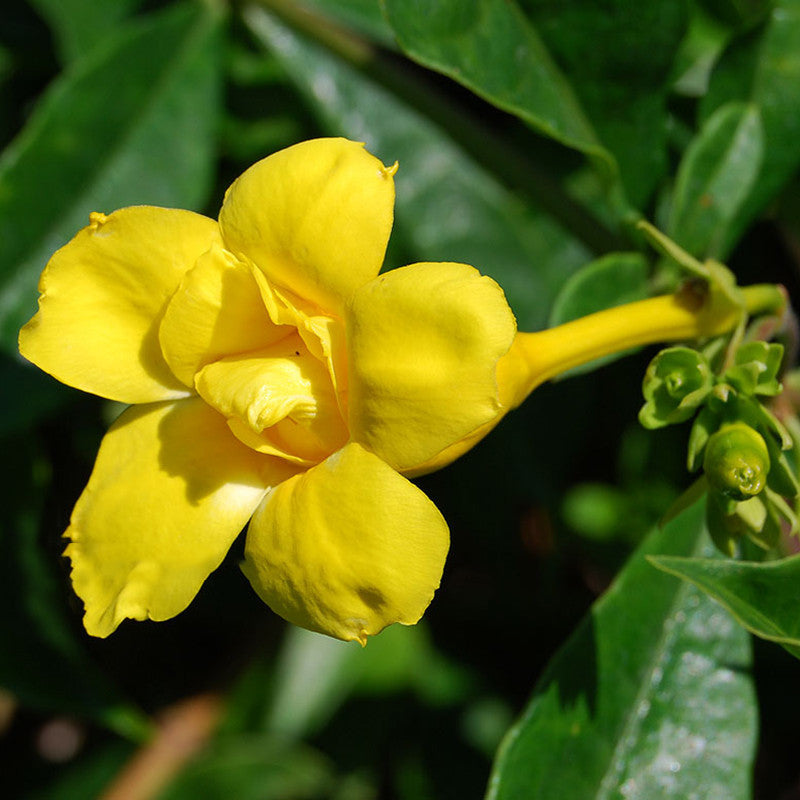 Allamanda Yellow Double - Creepers & Climbers– Exotic Flora