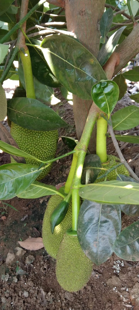 Jackfruit Tree Flower Buy Vietnam Early Gold Jackfruit Plant (Yellow)