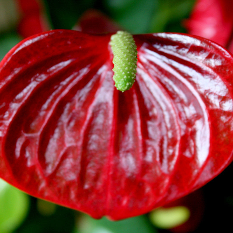 Anthurium Andreanum Red - Gift Plants– Exotic Flora