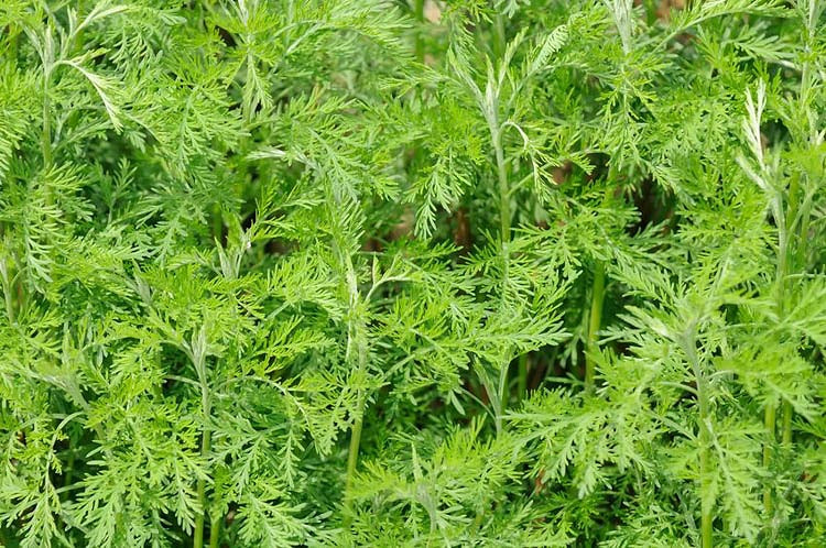 Artemisia abrotanum/Davana - Herb Plant – Exotic Flora