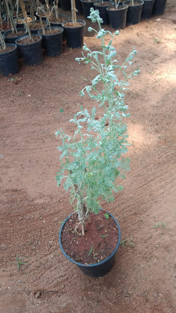 Artemisia abrotanum/Davana - Herb Plant– Exotic Flora