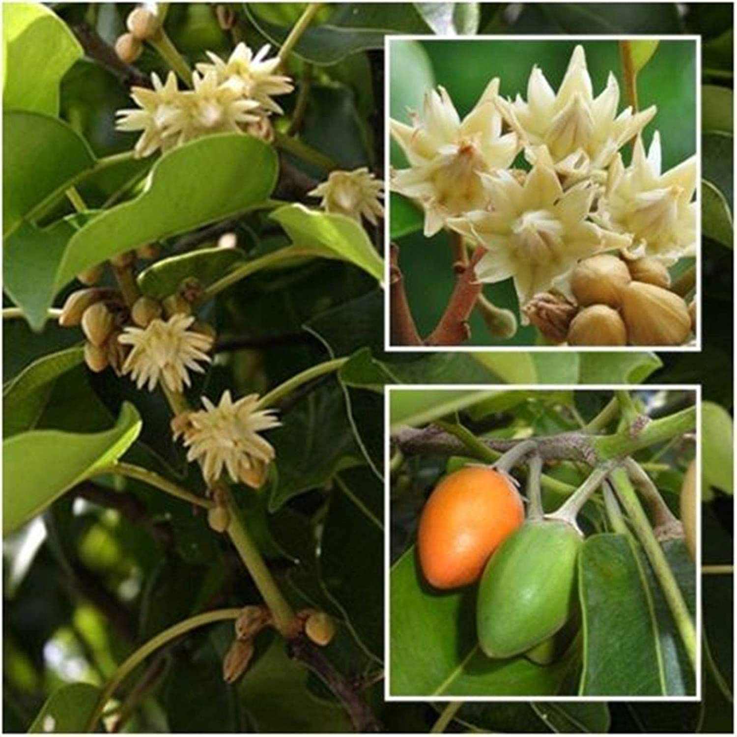 Bakul / Indian Medlar / Mimusops elengi - Avenue Trees– Exotic Flora