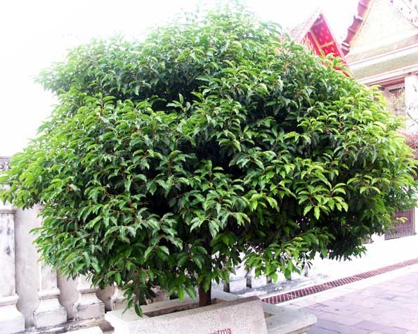 Bakul / Indian Medlar / Mimusops elengi - Avenue Trees– Exotic Flora