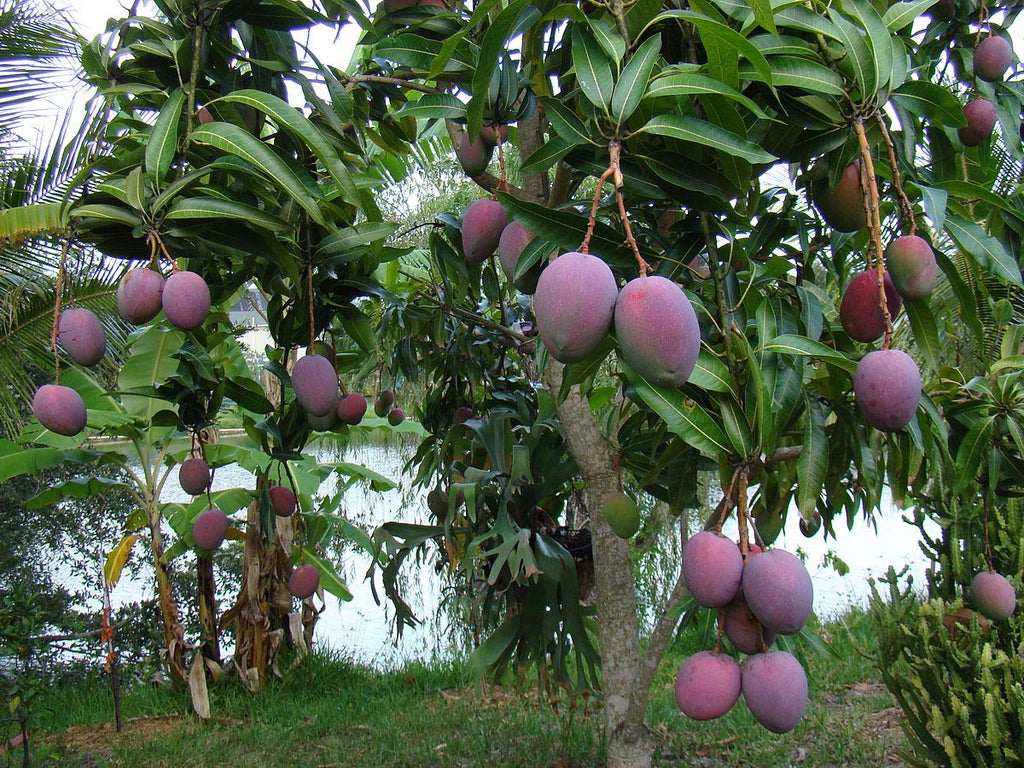 Black Mango / Tommy atkins - Fruit Plant – Exotic Flora