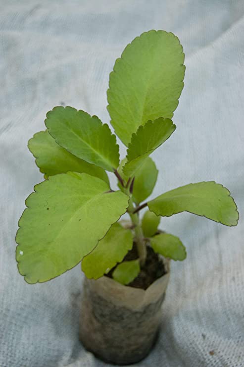 Bryophyllum pinnatum - Plant– Exotic Flora
