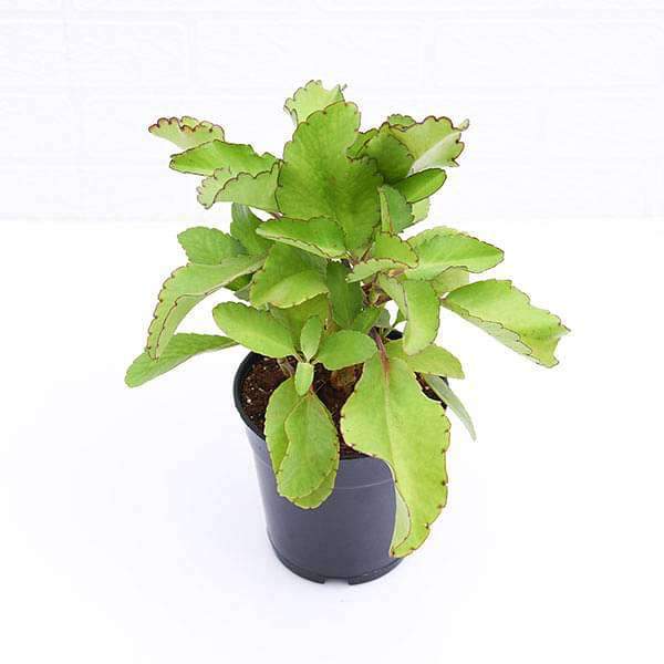 Bryophyllum pinnatum - Plant– Exotic Flora