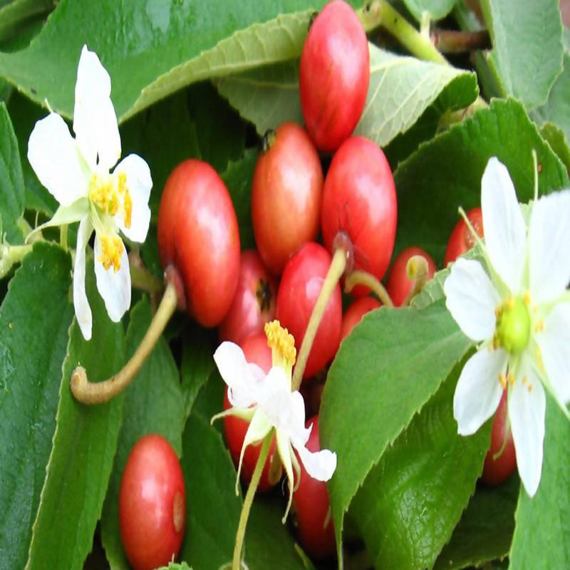 Singapore Cherry/Jamaica Cherry - Fruit Plants & Tree– Exotic Flora