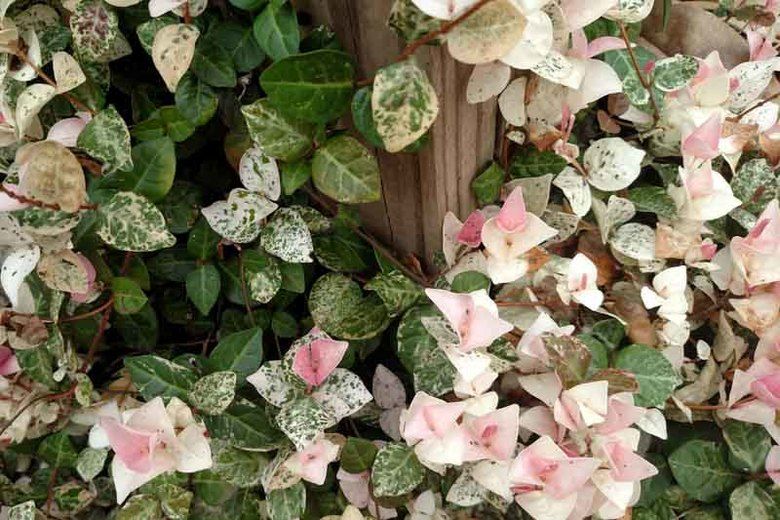 Pink Wall Creeper Variegated/Ficus pumila - Creepers & Climbers– Exotic ...