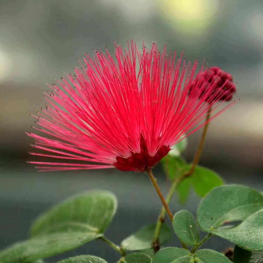 Calliandra/Powder Puff Red - Avenue Trees– Exotic Flora
