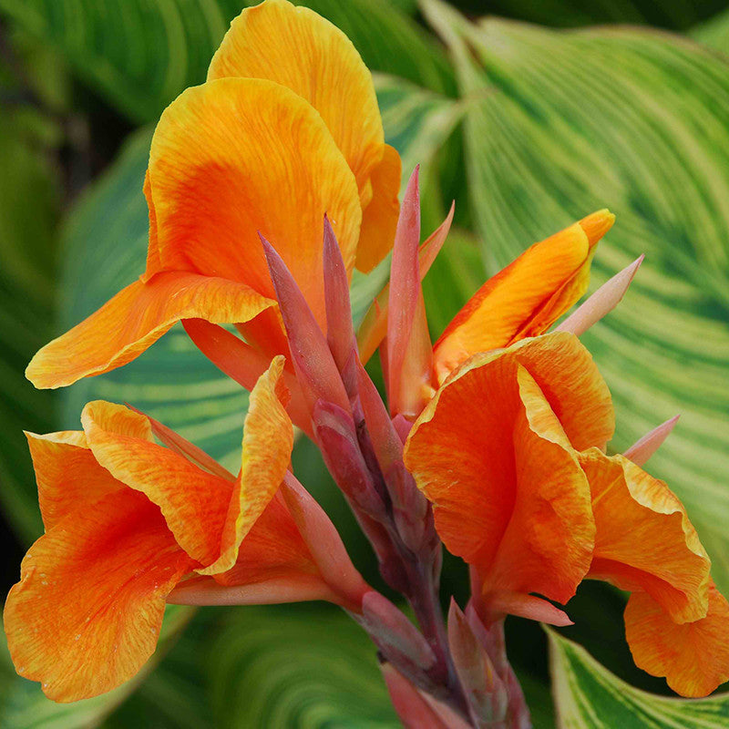 Cannas Dwarf Orange - Flowering Plants– Exotic Flora