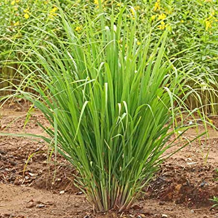 Citronella Grass - Herb Plants– Exotic Flora