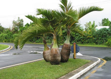 Champagne Palm - Palms – Exotic Flora