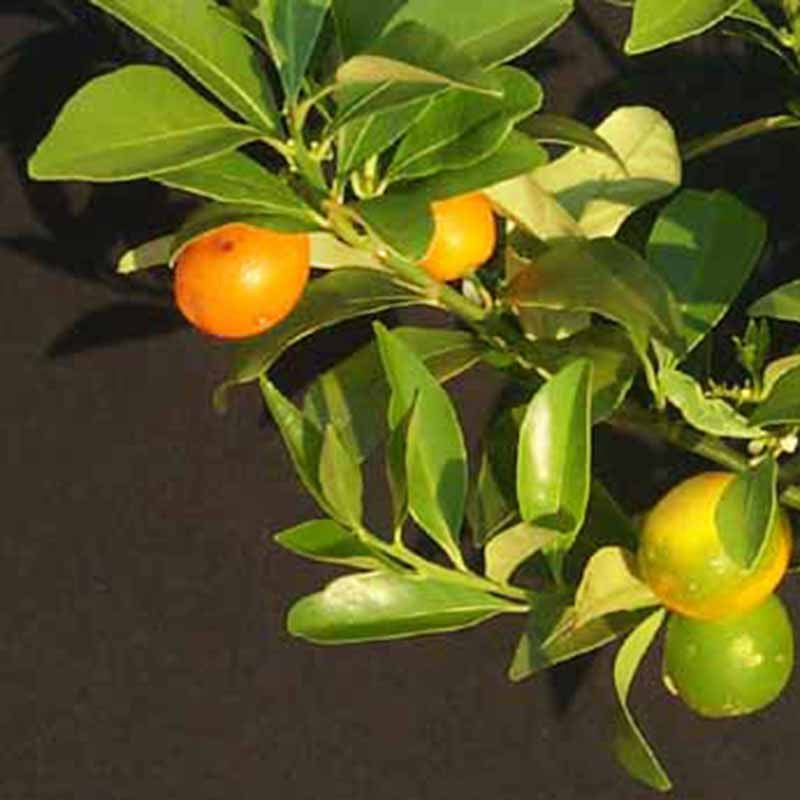 Sweet Lemon / Kumquat(Grafted) - Fruit Plants & Tree– Exotic Flora