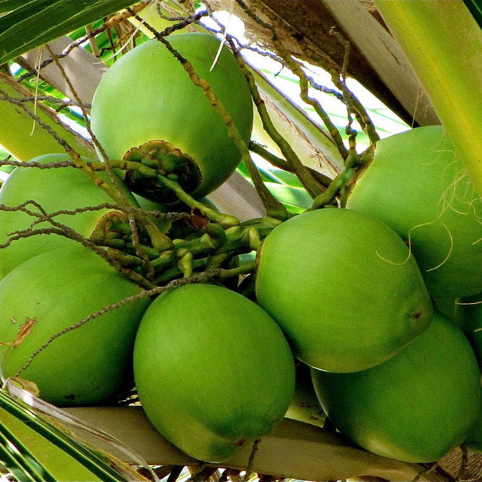 Coconut-Hybrid- Fruit Plants & Tree– Exotic Flora