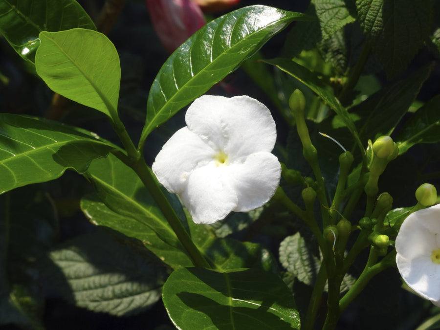 Tagar wheel circular - Flowering shrubs– Exotic Flora