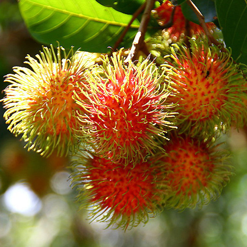 Rambutan Fruit - Fruit Plants & Tree– Exotic Flora