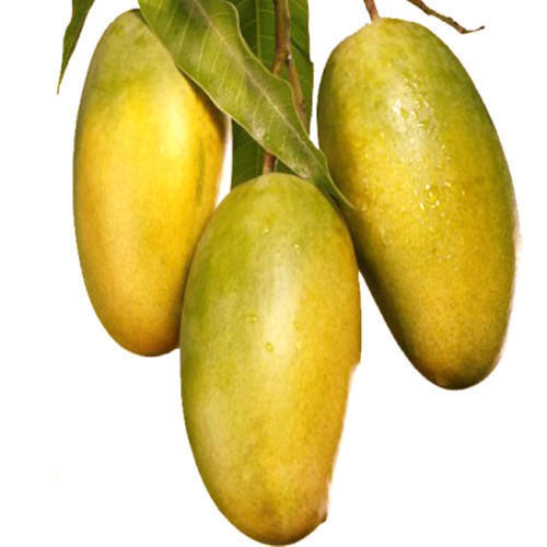 Mango Dasheri(Grafted) - Fruit Plants & Tree– Exotic Flora