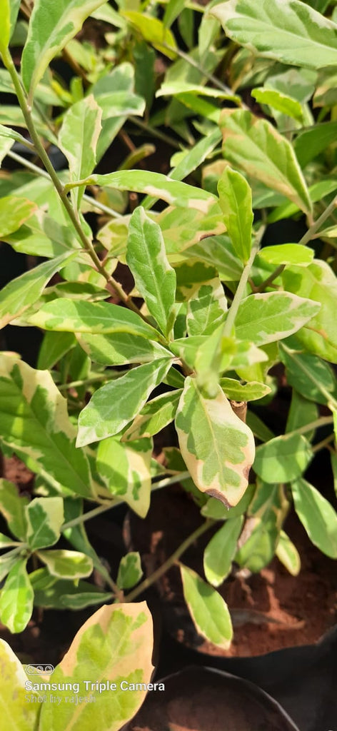 Variegated Curtain Creeper - Creepers & Climbers – Exotic Flora