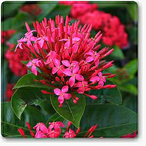 Ixora Desi Pink - Flowering Shrub– Exotic Flora