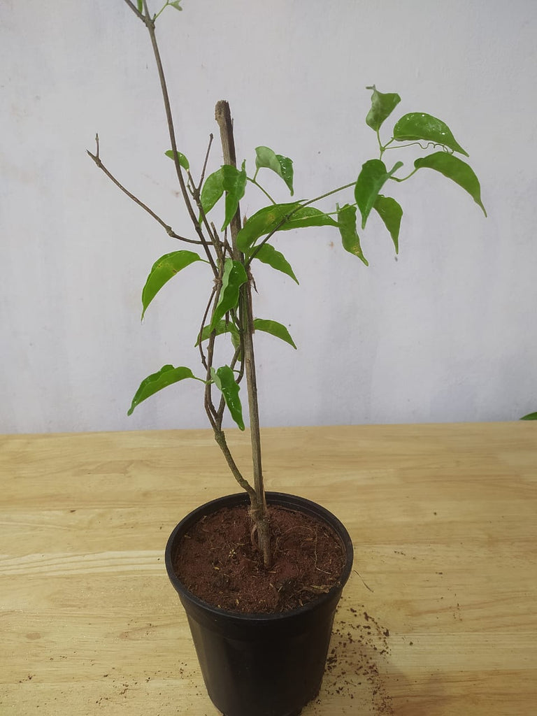 Flaming Trumpet - Creepers & Climbers– Exotic Flora