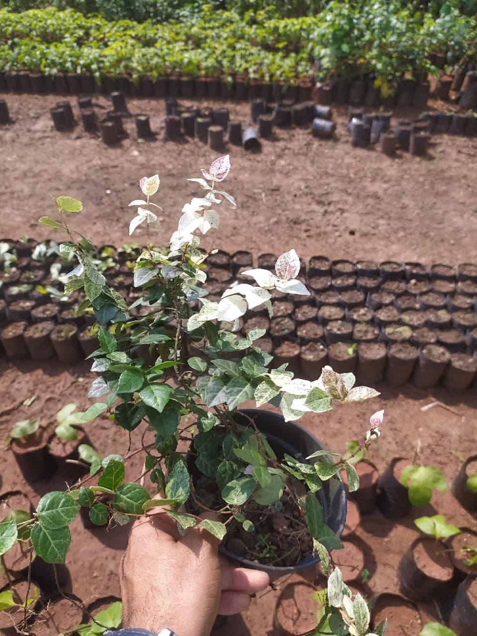 Pink Wall Creeper Variegated/Ficus pumila - Creepers & Climbers– Exotic ...