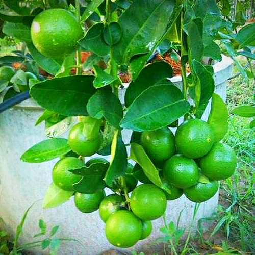 Lemon Seedless - Fruit Plants & Tree– Exotic Flora