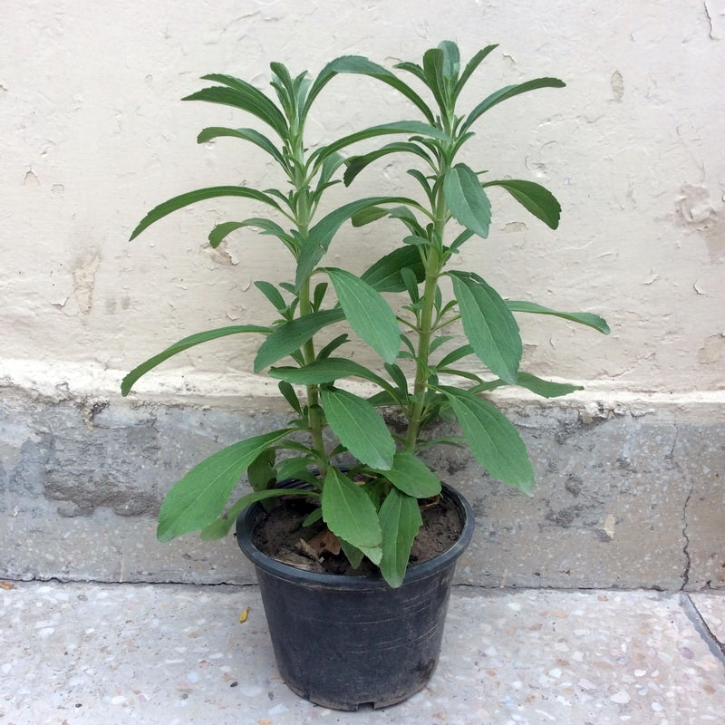 Stevia/Natural Sweetener - Herbs & Kitchen Plants – Exotic Flora