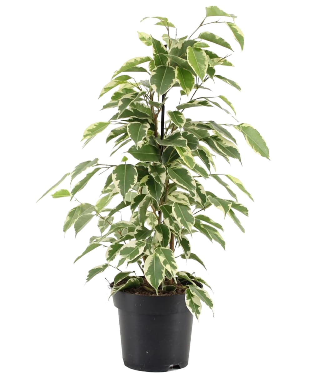 Ficus Benjamina Starlight - Indoor/Outdoor Ornamental Plants– Exotic Flora