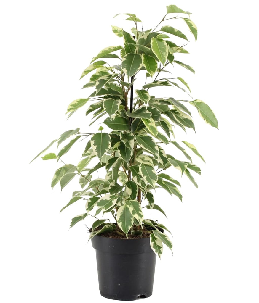 Ficus Benjamina Starlight - Indoor/Outdoor Ornamental Plants– Exotic Flora
