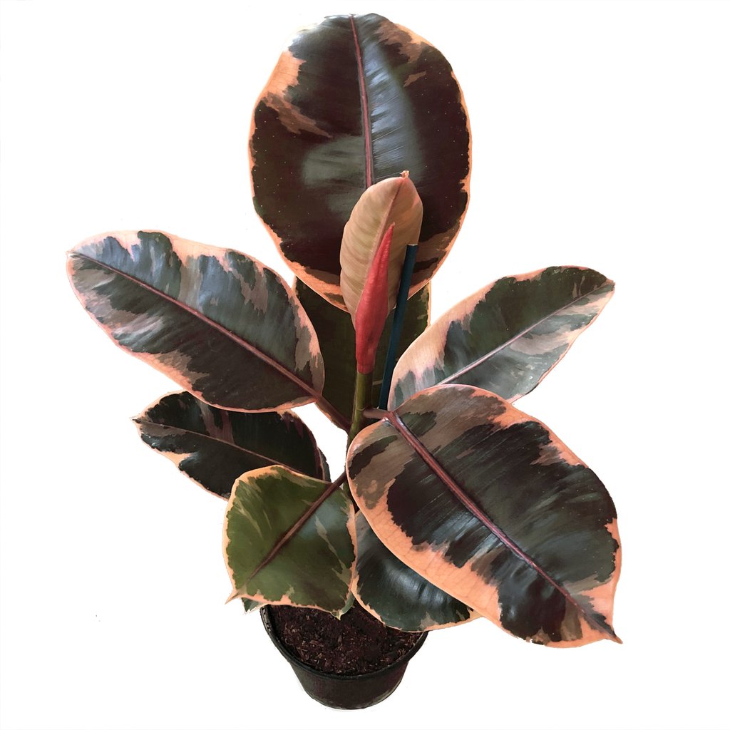 Ficus Elastica Red Variegata - Indoor/Outdoor-Ornamental Plants– Exotic ...