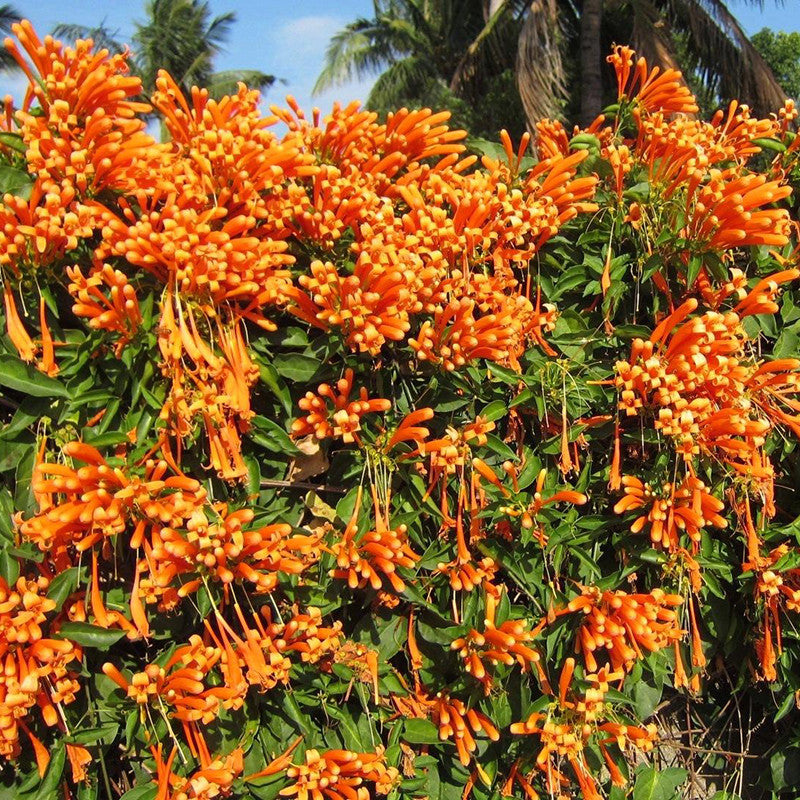 Flaming Trumpet - Creepers & Climbers– Exotic Flora