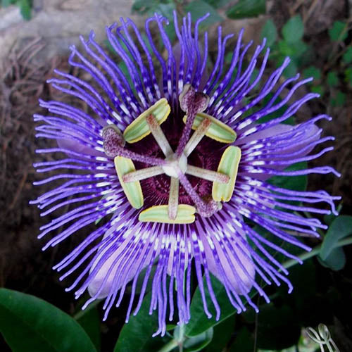 Passion Flower Purple - Creepers & Climbers– Exotic Flora