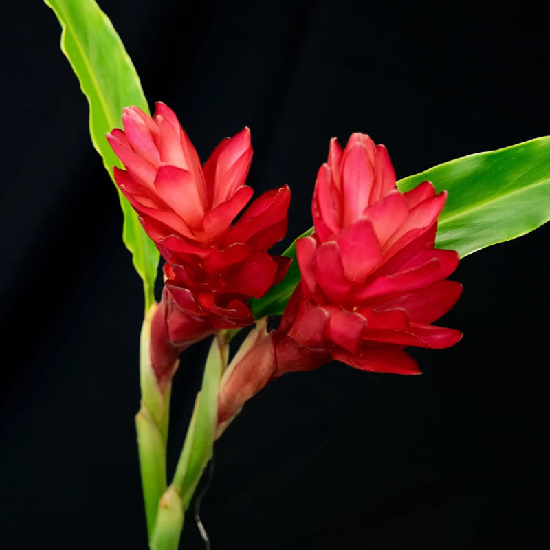 Red Ginger/Alpinia Purpurata-Flowering Plants– Exotic Flora