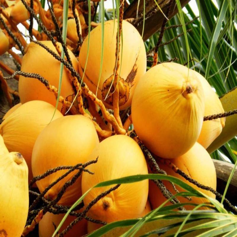 Golden coconut - Fruit Plants & Tree– Exotic Flora