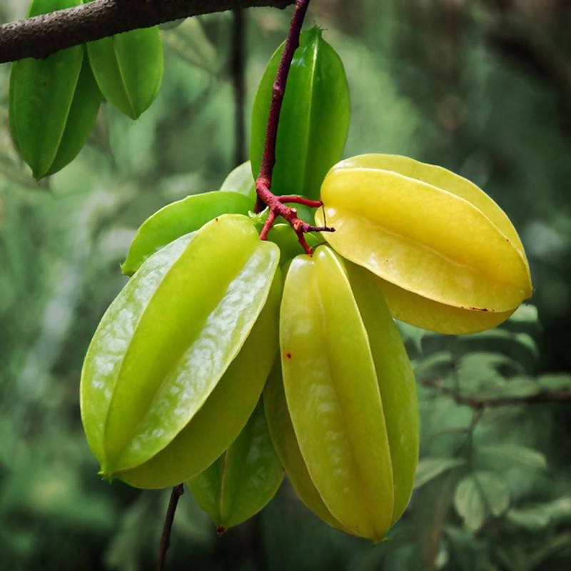 Star Fruit (Grafted)- Fruit Plants & Tree– Exotic Flora