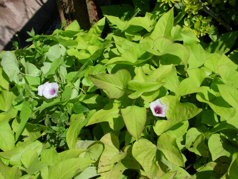 Ipomoea aquatica - Creepers & Climbers– Exotic Flora