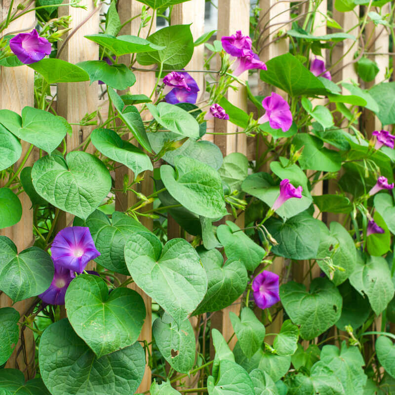 Ipomoea purpurea - Creepers & Climbers– Exotic Flora